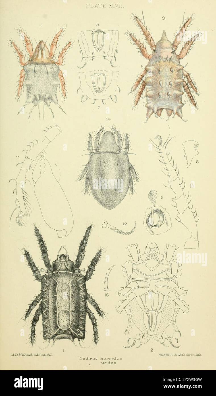 Distinct exoskeleton hi-res stock photography and images - Alamy