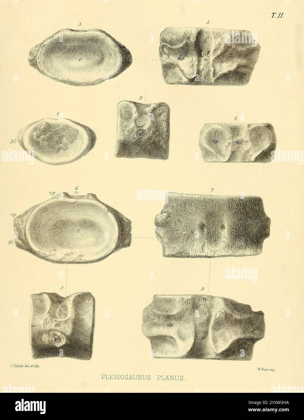 Fossilized vertebrae belonging hi-res stock photography and images - Alamy