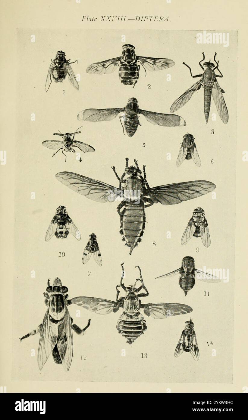 Brooks 1907 australia insects arthropoda diptera asilidae tabani hi-res ...