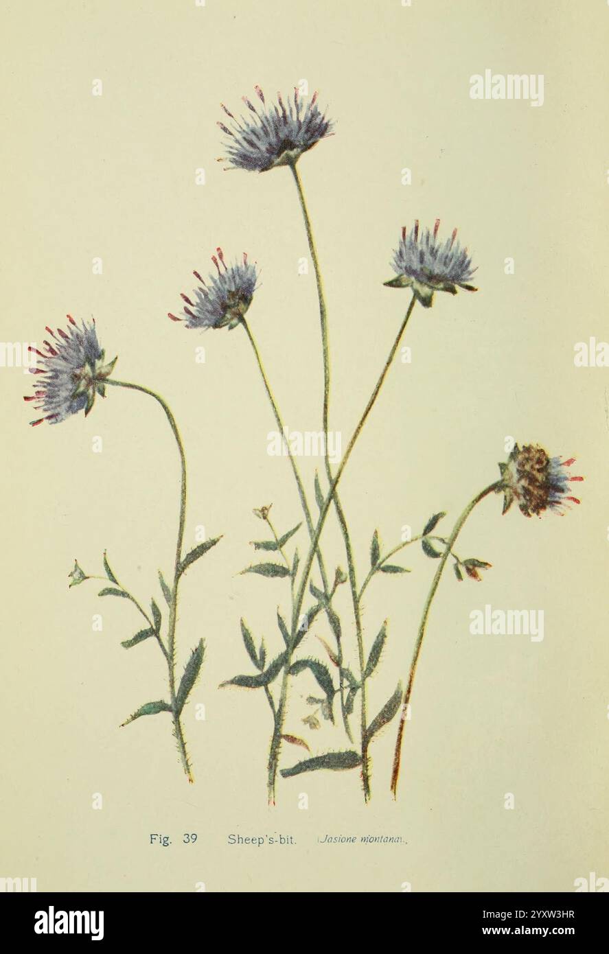 Flowers of the Field London Society for Promoting Christian Knowledge ...