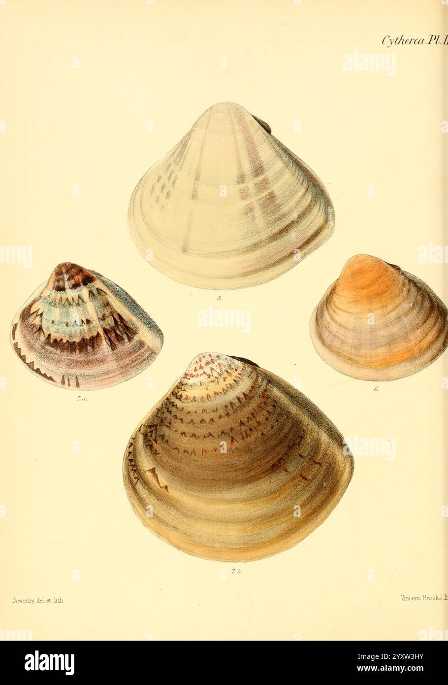 Conchologia iconica, or Illustrations of the shells of molluscous ...