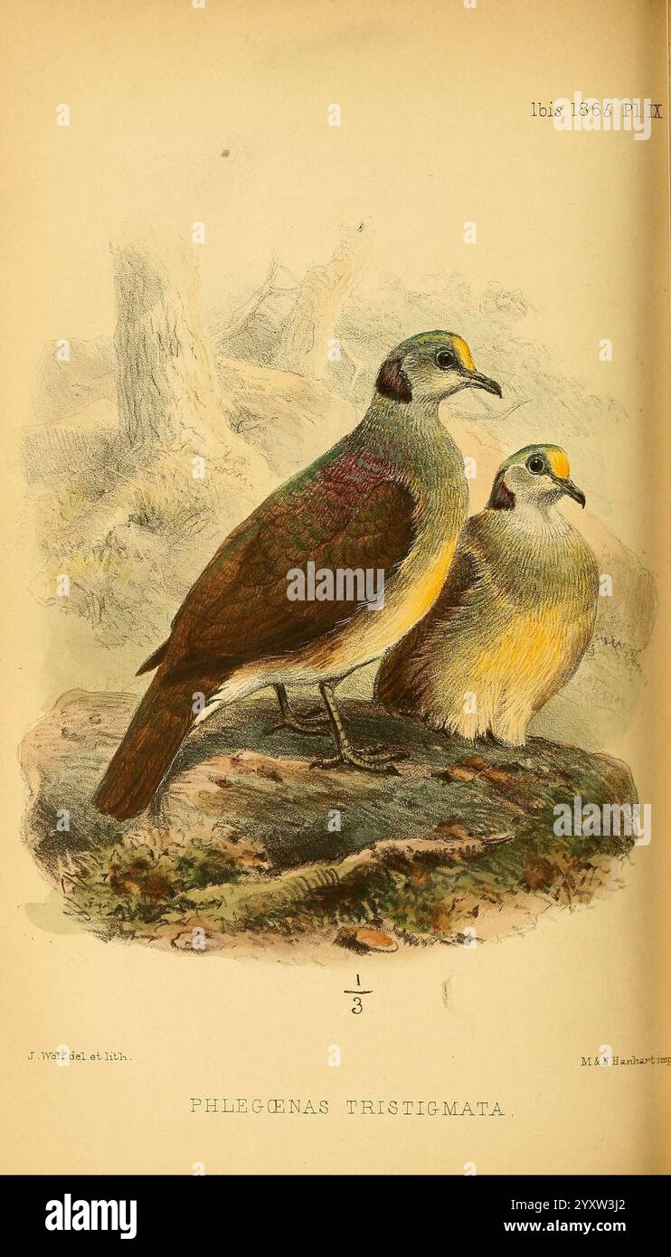 Phlegomena tristigmata hi-res stock photography and images - Alamy