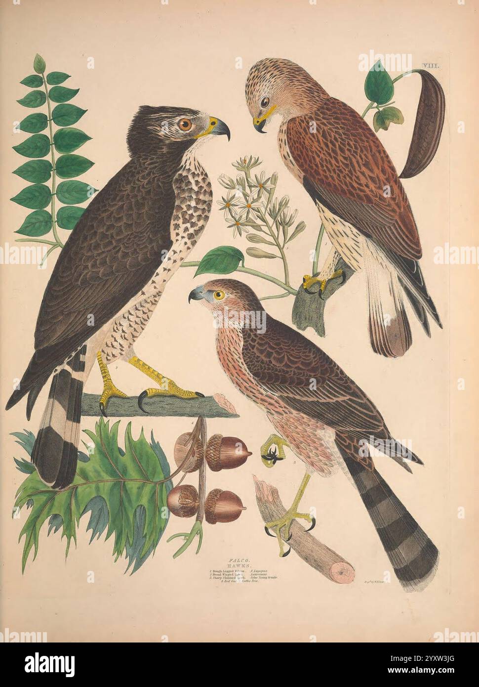Illustrations of the American Ornithology of Alexander Wilson and ...