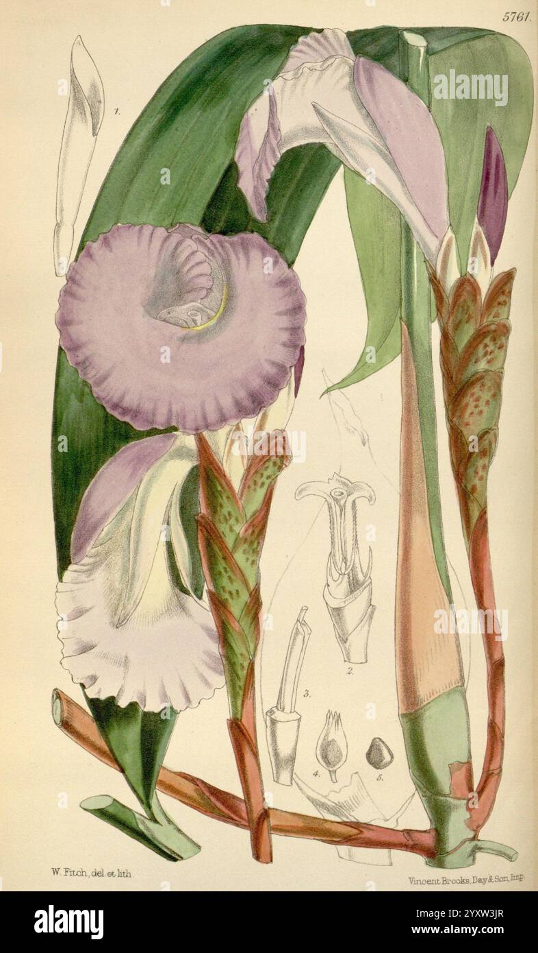 Curtis's Botanical Magazine, London, New York, Botanical Illustration ...