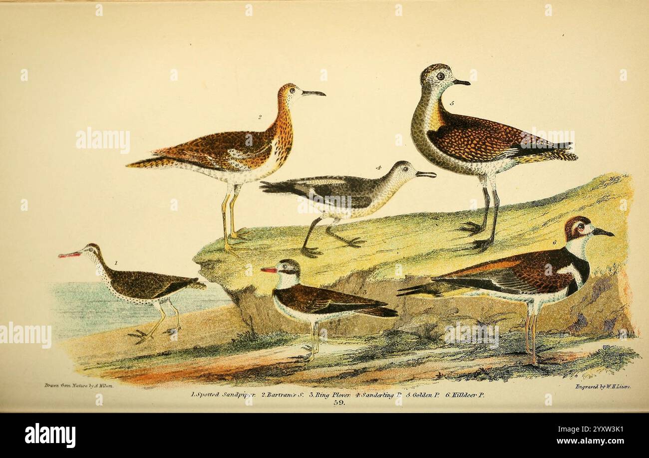 Five intricately detailed shorebirds hi-res stock photography and ...