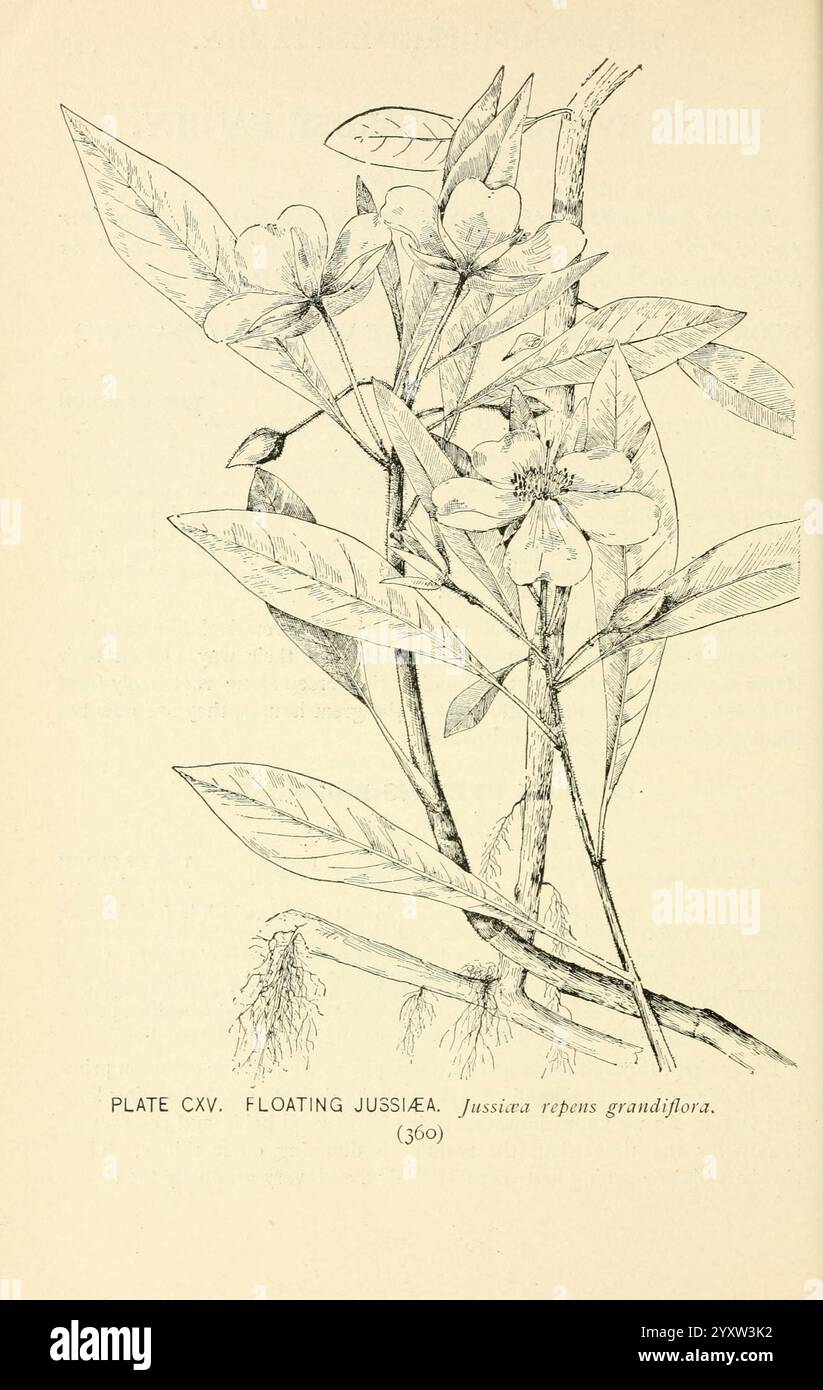Southern, wild, flowers, and, trees, New York, Stokes, [1901], botany ...