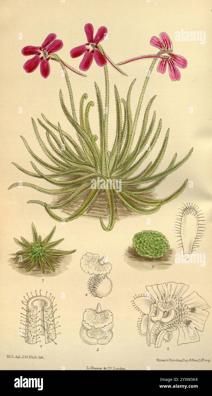 Various botanical drawings highlight hi-res stock photography and ...