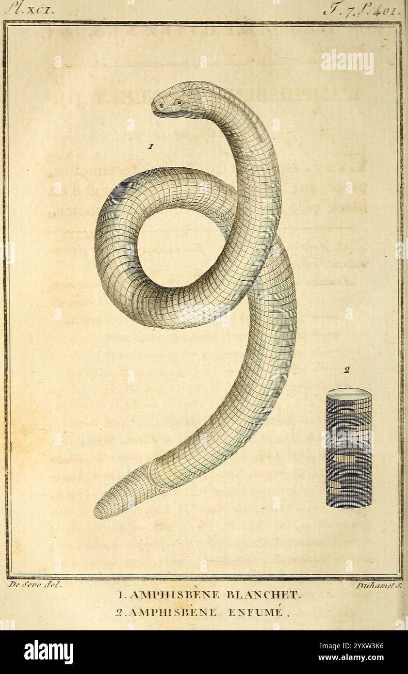 Histoire naturelle, générale et particulière, des reptiles A Paris, De ...