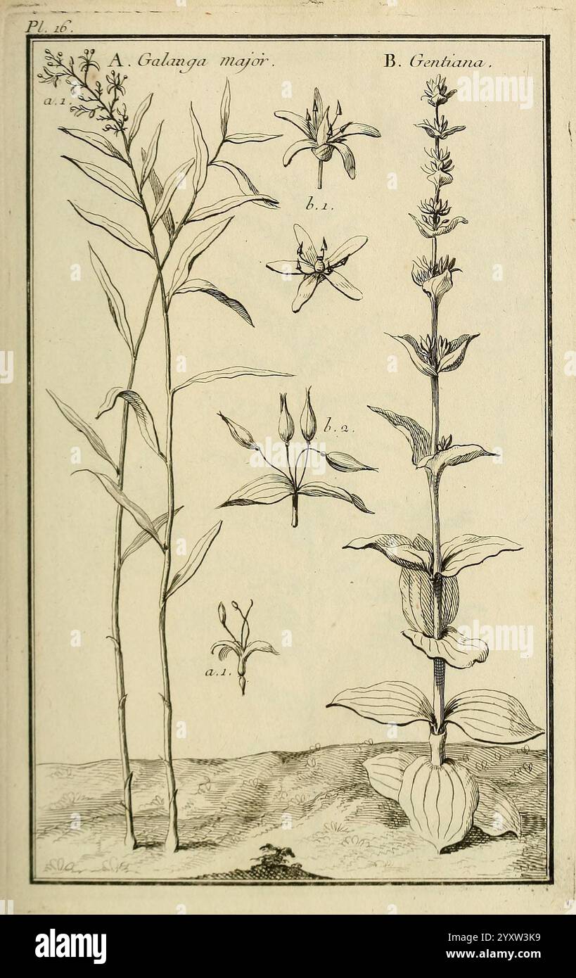 Two distinct plant specimens labeled hi-res stock photography and ...