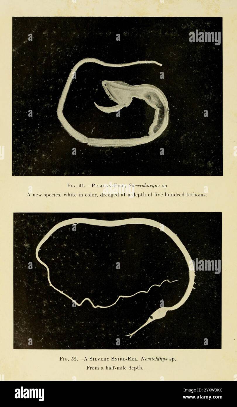 The Arcturus Adventure, New York, 1926, Galapagos Islands, Marine ...