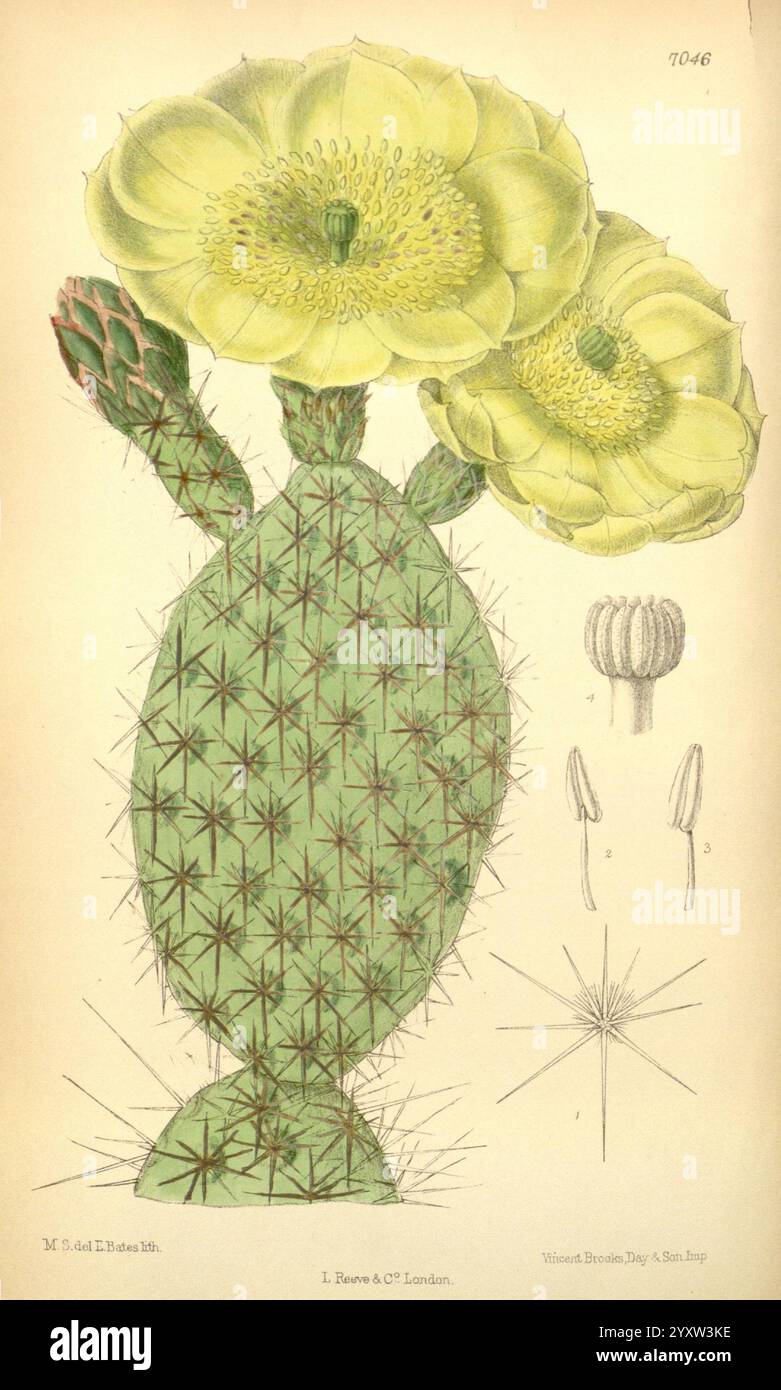 Additional botanical details display hi-res stock photography and ...