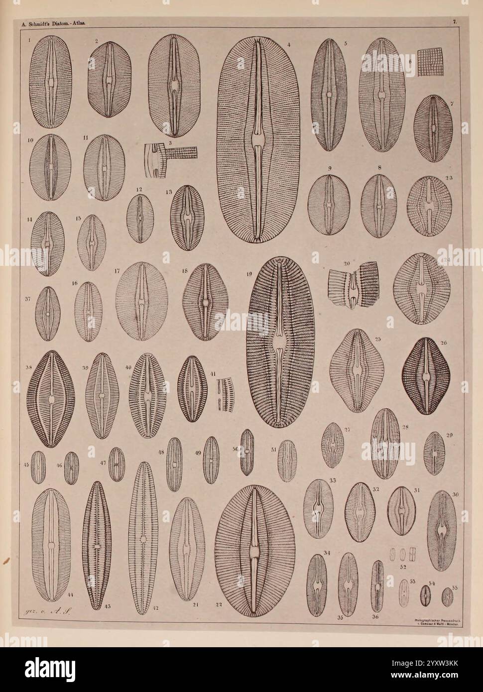 Various diatom shapes hi-res stock photography and images - Alamy