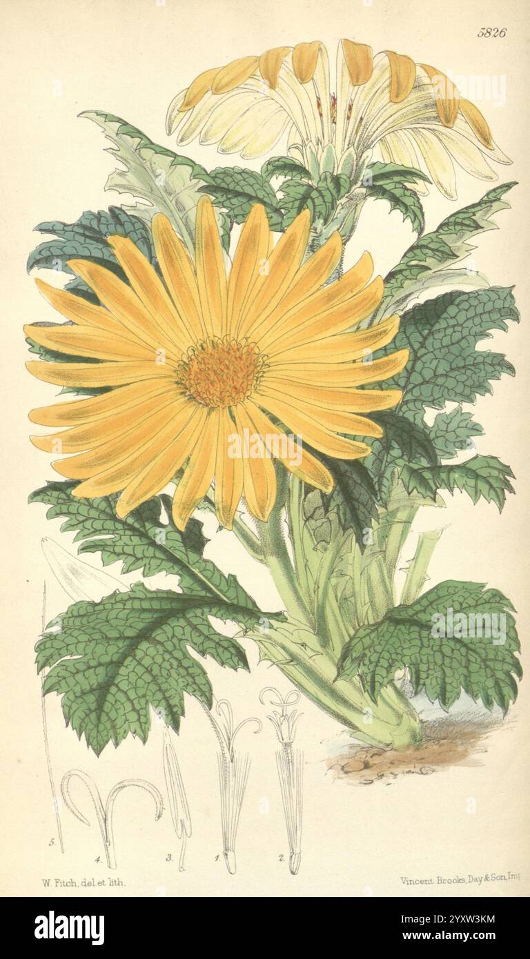 Prominent central disc surrounded hi-res stock photography and images ...