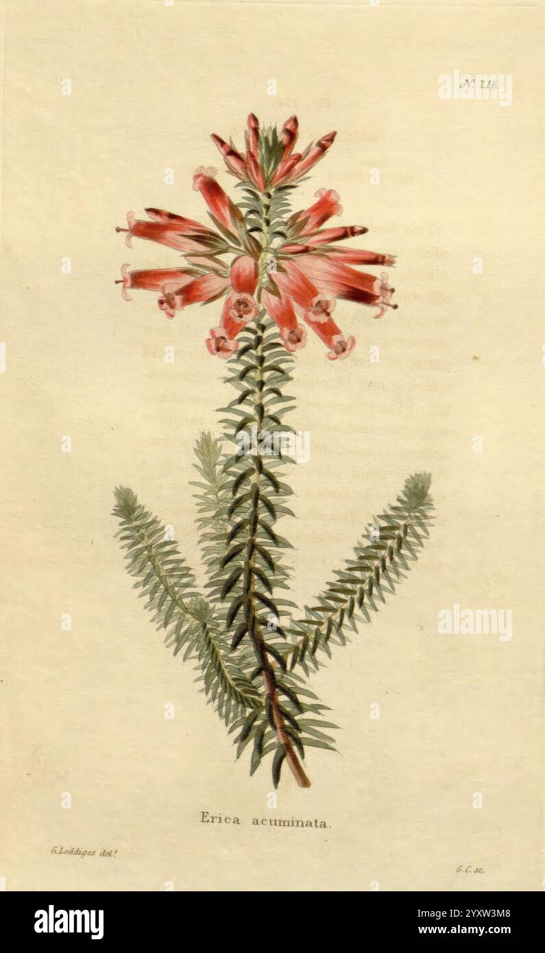 Erica acuminata hi-res stock photography and images - Alamy