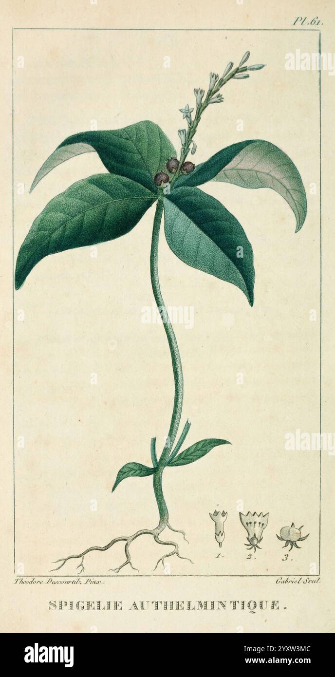 Spigele authelmintique hi-res stock photography and images - Alamy