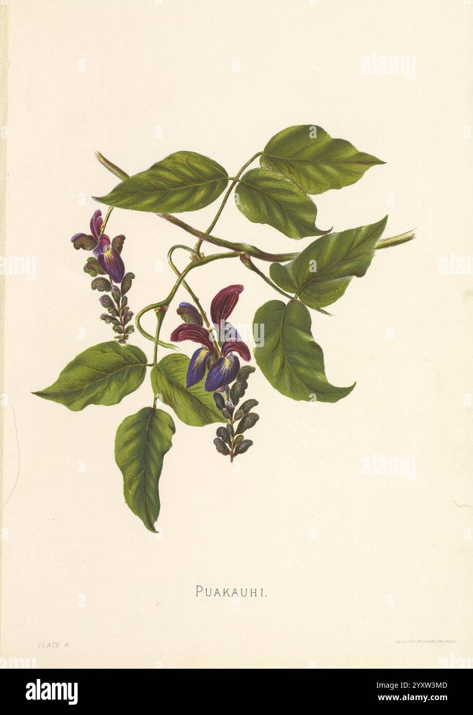 Isabella sinclair isabella mchutcheson sinclair mrs hi-res stock ...