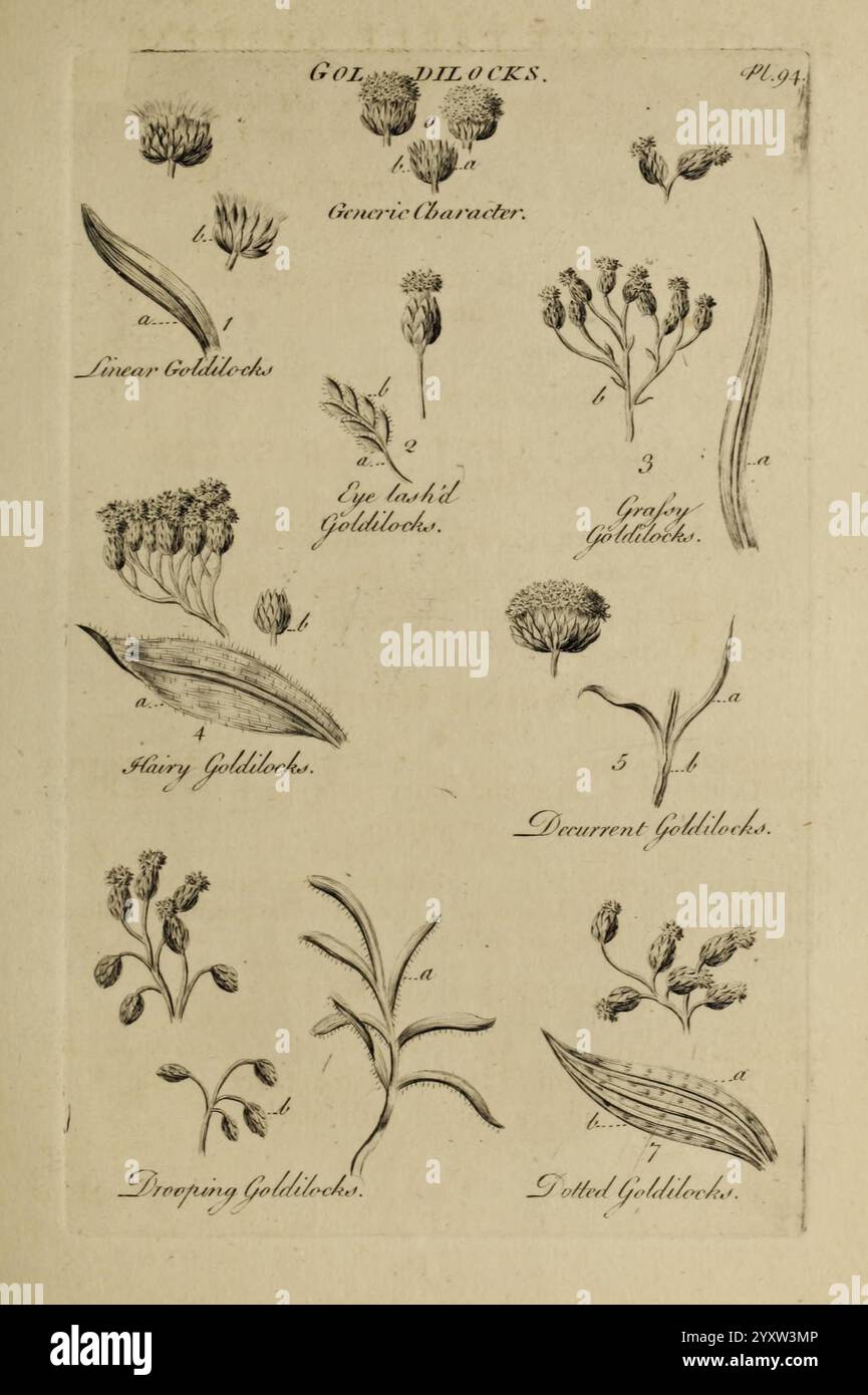 Leaf structures vary hi-res stock photography and images - Alamy