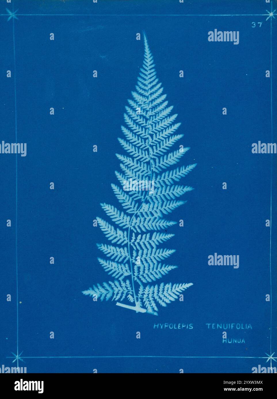 New Zealand ferns Auckland, New Zealand Dobbie, H. B. 1880, botany ...