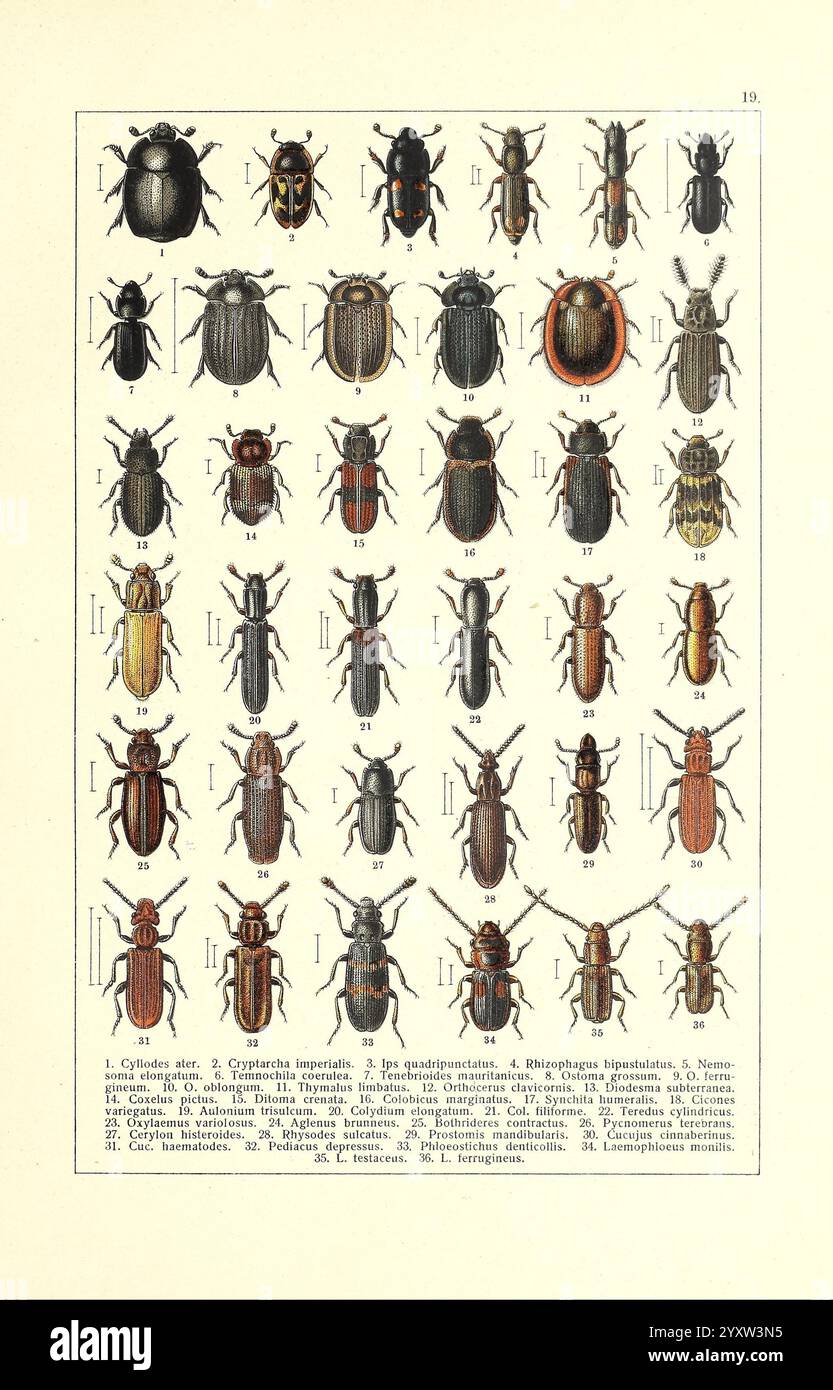 Cerambycidae families hi-res stock photography and images - Alamy