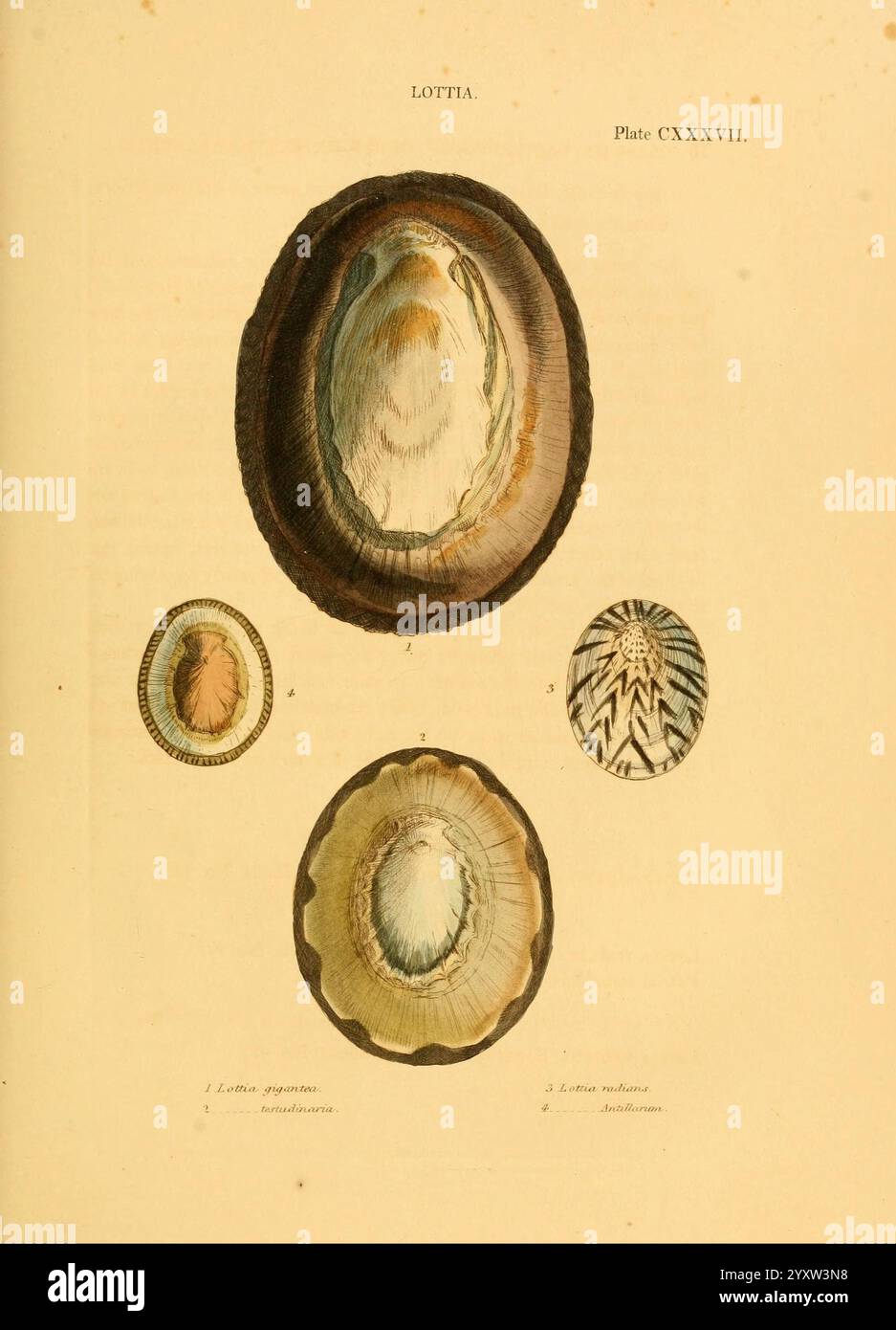 Conchologia Systematica, or Complete System of Conchology London ...