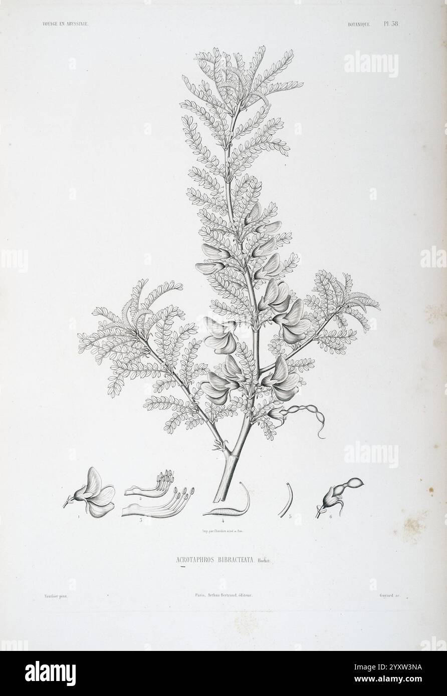 Intricacies of floral structure hi-res stock photography and images - Alamy