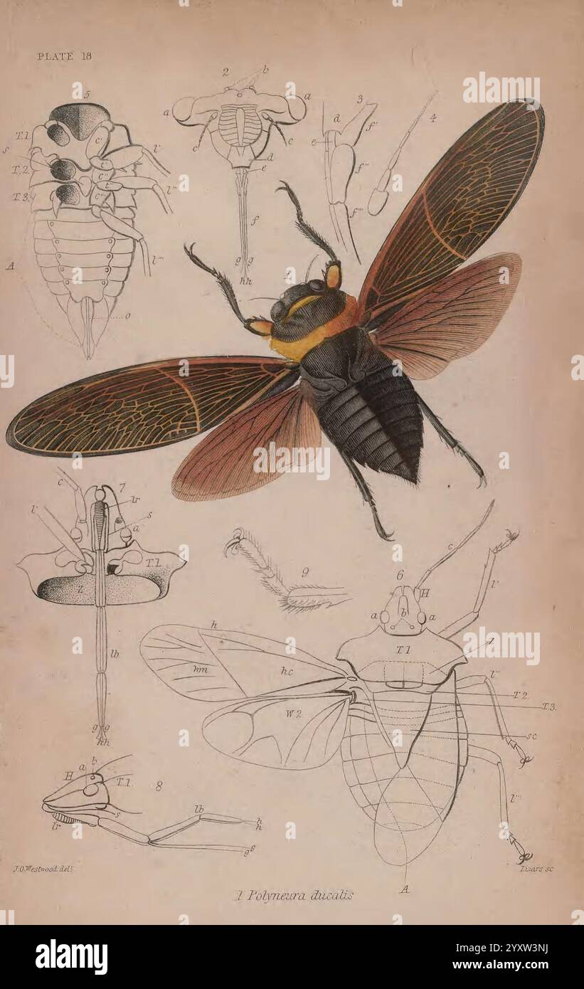 The, naturalist's, library, Edinburgh, W. H. Lizars, 1833-, Entomology ...