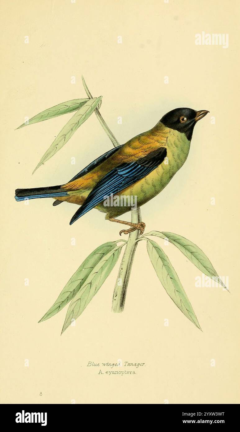 Tanager displays hi-res stock photography and images - Alamy
