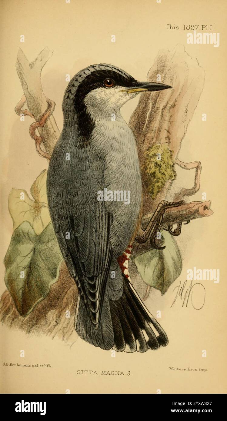 Ibis, London, Published for the British Ornithologists' Union by ...