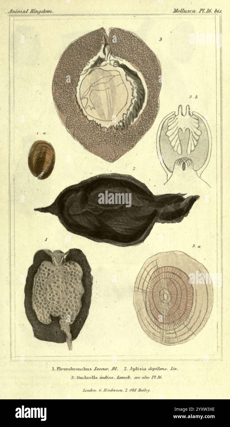 The animal kingdom, arranged according to its organization, London, G ...