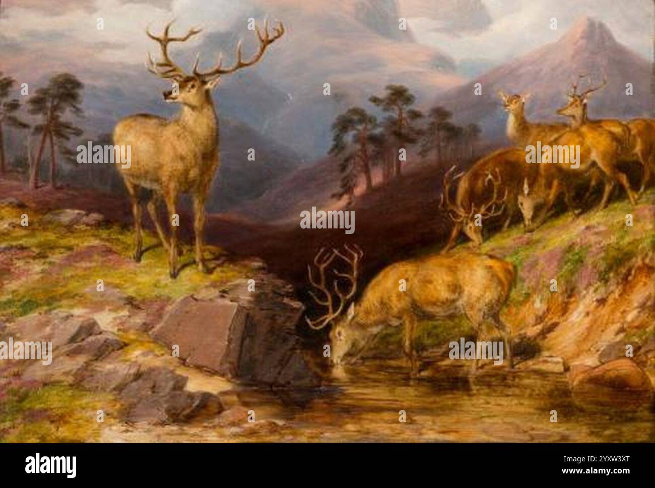 Deer - James Giles Stock Photo - Alamy