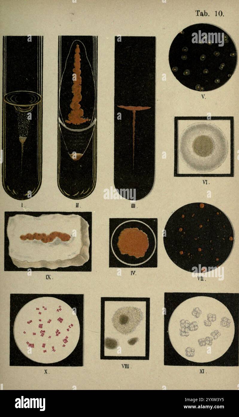 Atlas and essentials of bacteriology, New York, William Wood & Co, 1897 ...