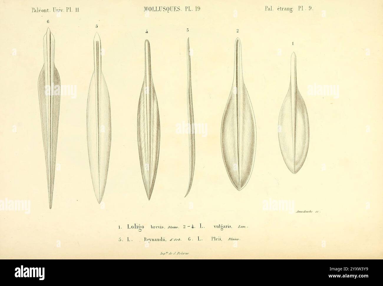 Mollusques vivants et fossiles. Atlas. Paris, Gide et Cie, éditeurs ...