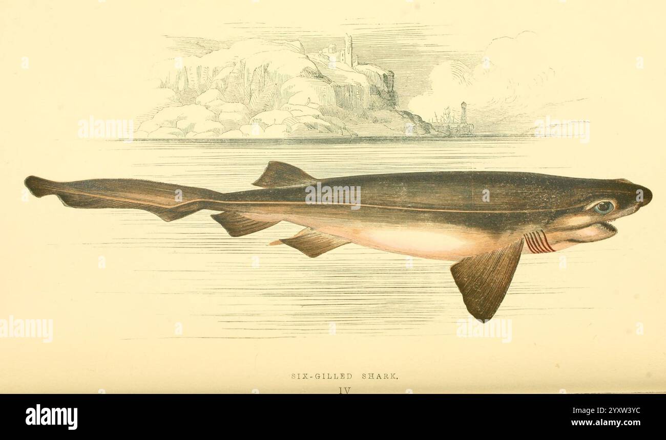 Sharks prominent features hi-res stock photography and images - Alamy