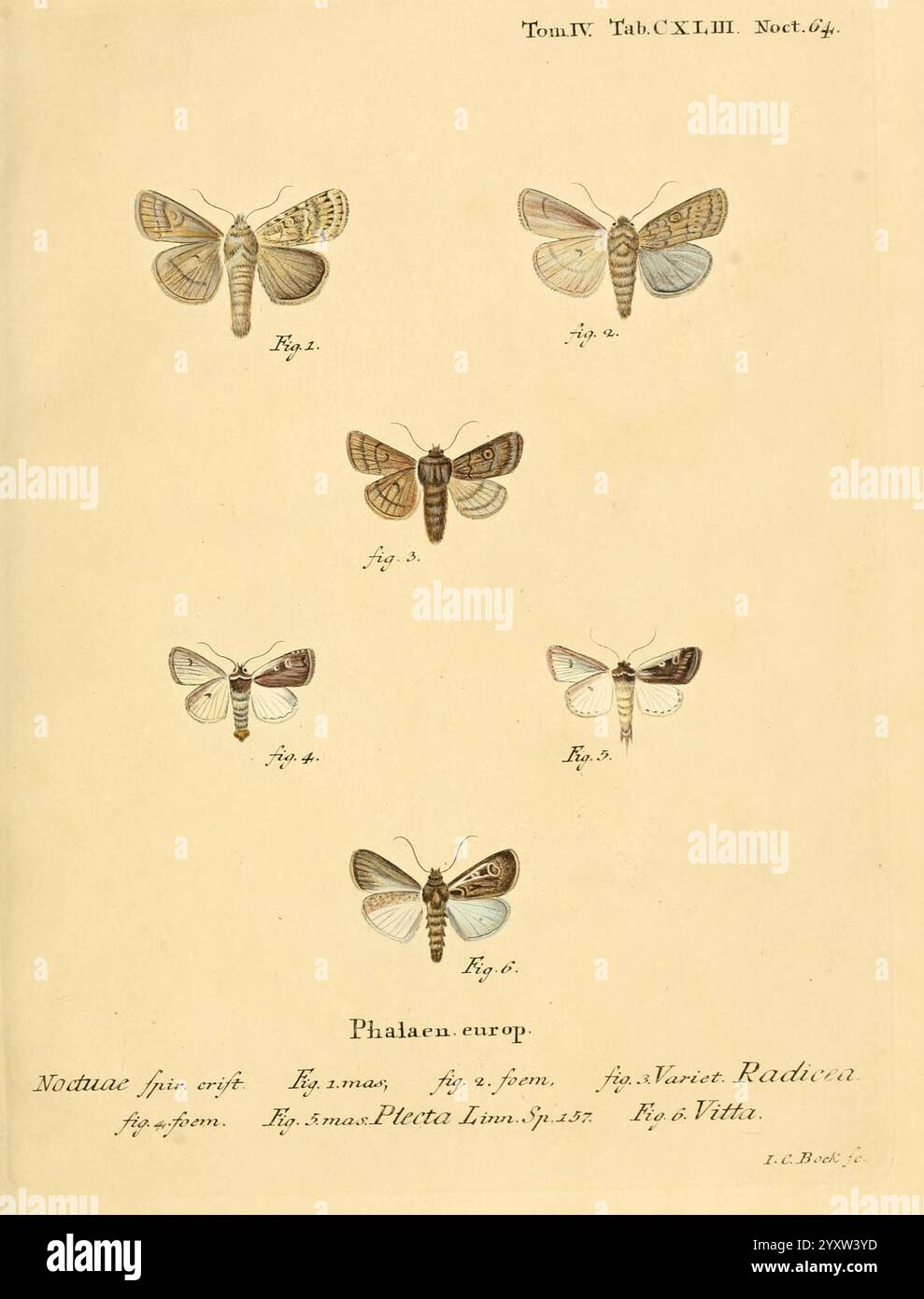 Six distinct moth species hi-res stock photography and images - Alamy