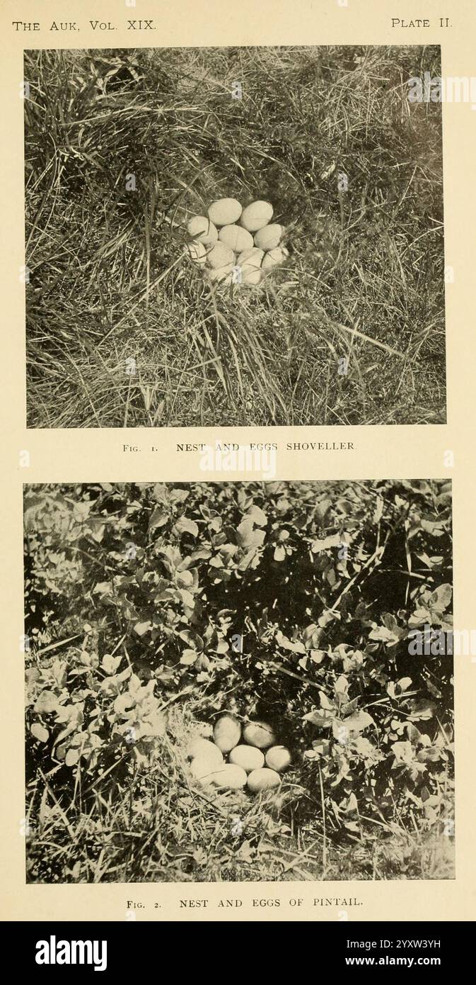 The Auk, Washington, D.C, American Ornithologists' Union, 1884, birds ...