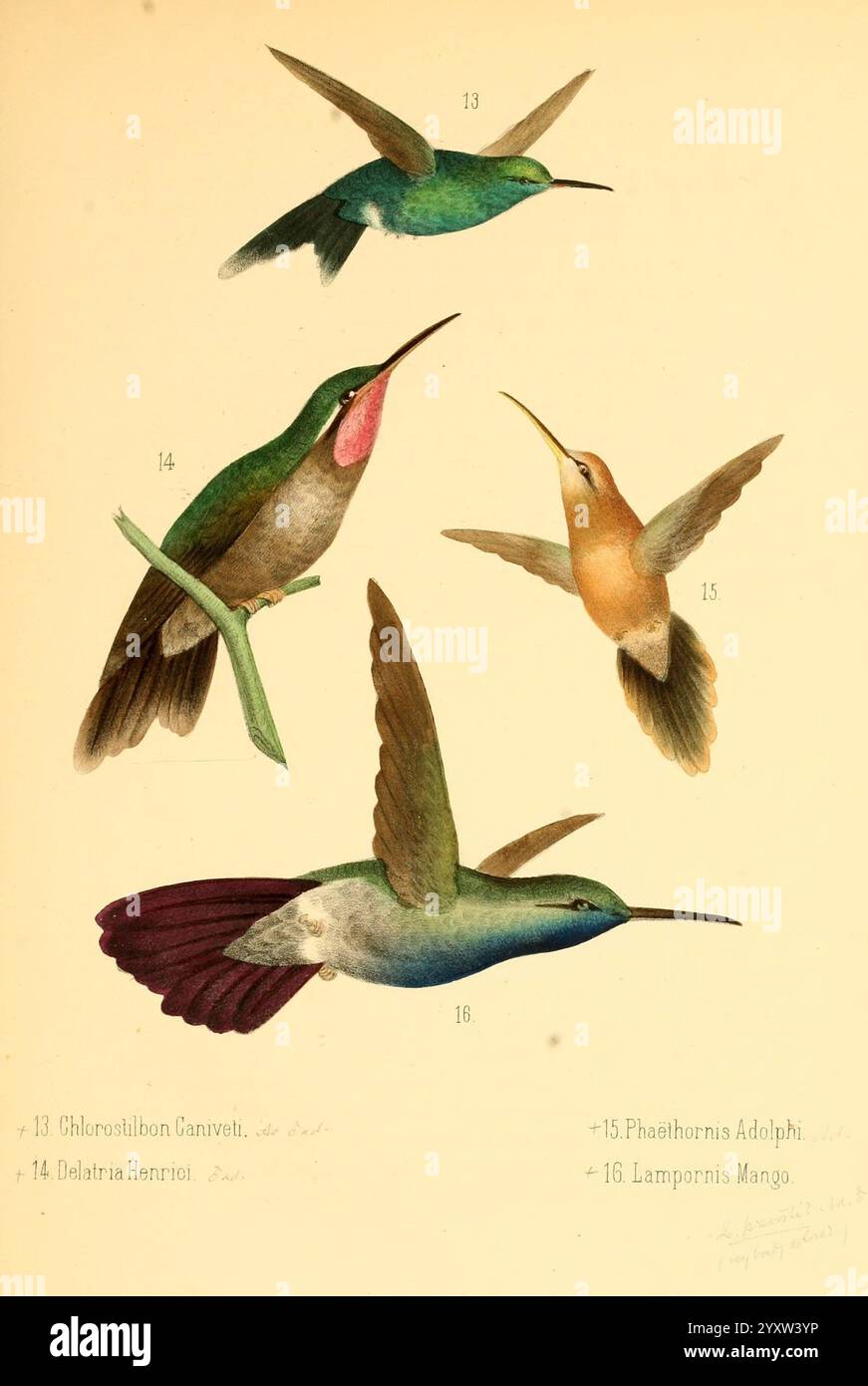 Equally colorful hummingbird displays hi-res stock photography and ...