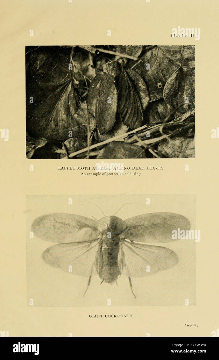 Insect, Life, London, A. & C. Black, Ltd, 1921, Arthropoda, Entomology ...