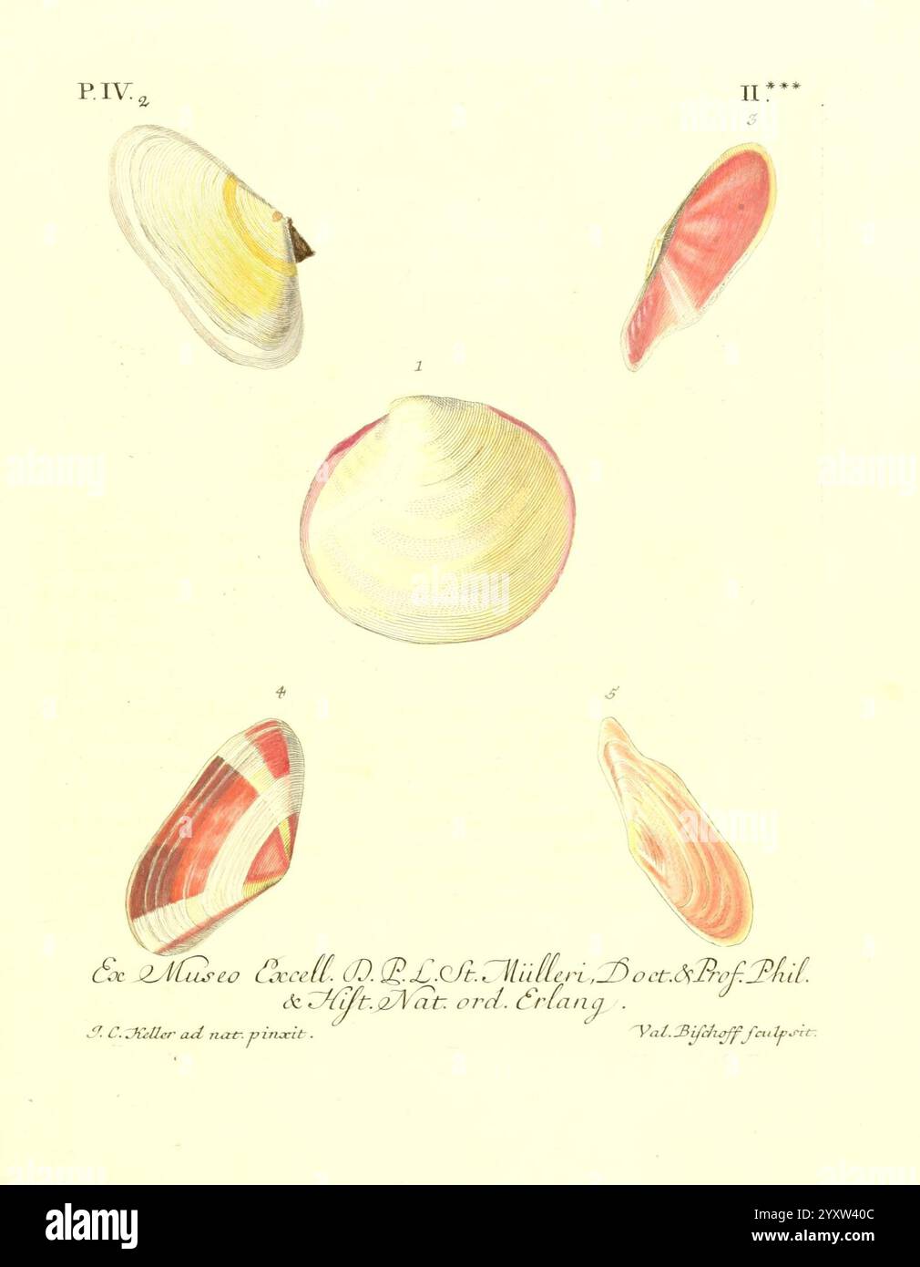 1764 1773 shells hi-res stock photography and images - Alamy