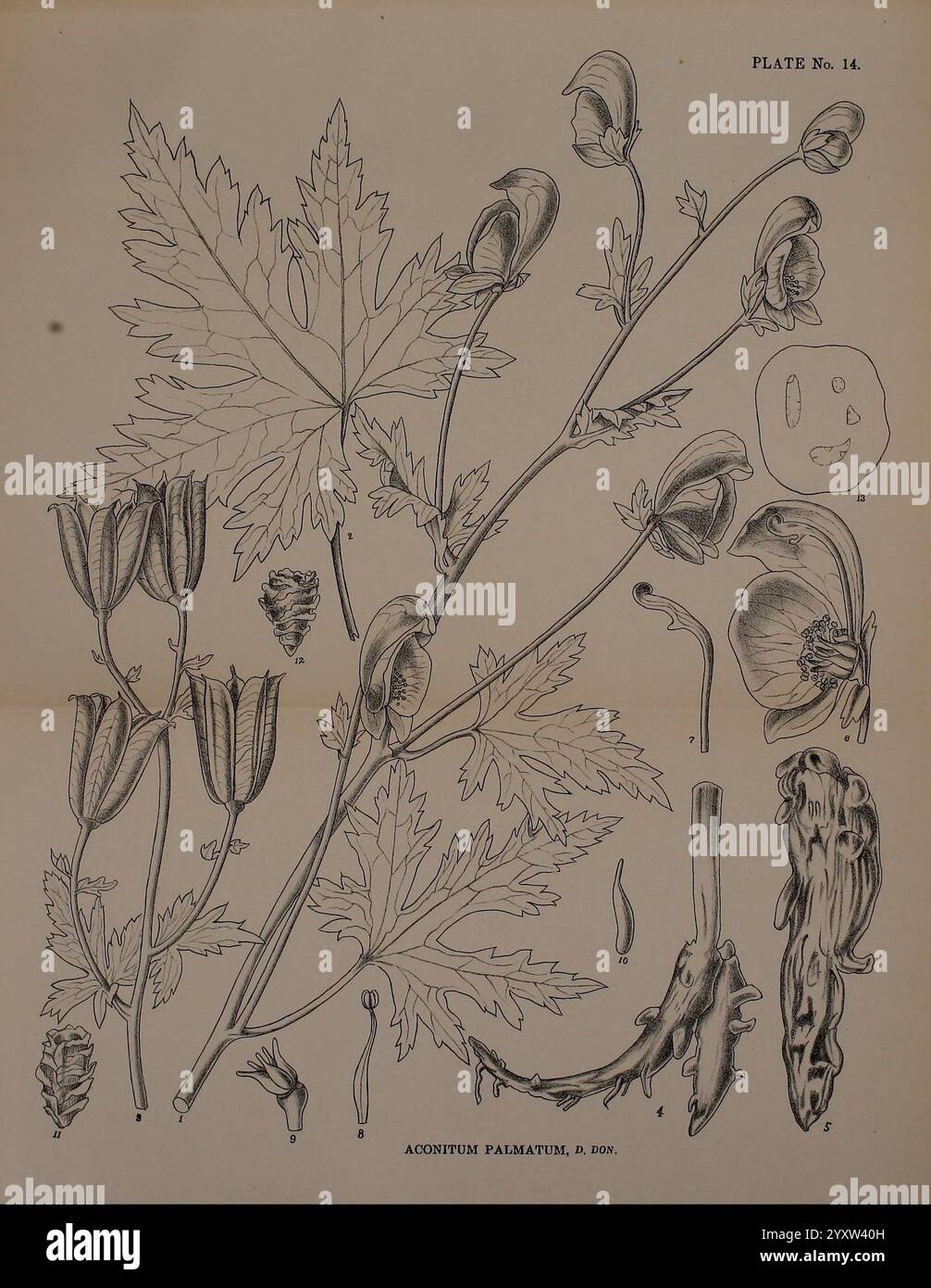 Plant aconitum palmatum hi-res stock photography and images - Alamy