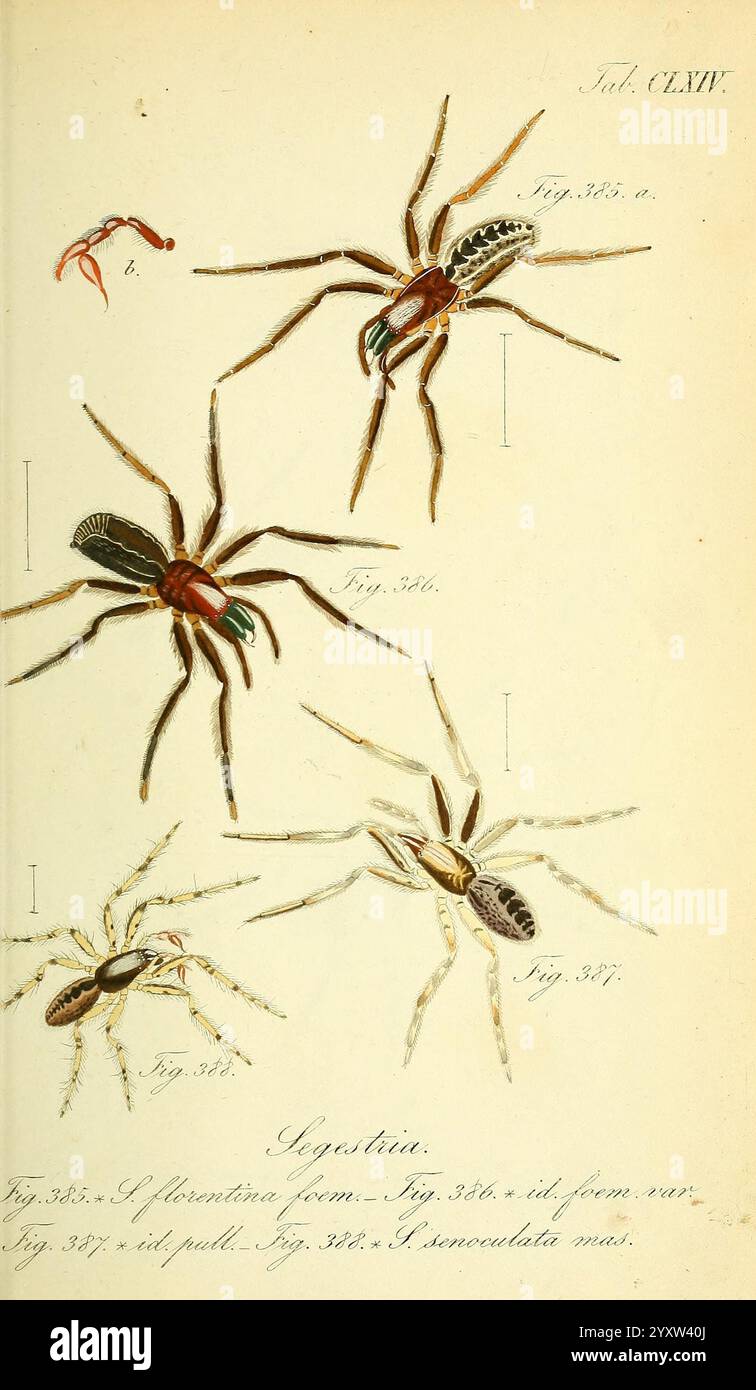 Four distinct spiders hi-res stock photography and images - Alamy
