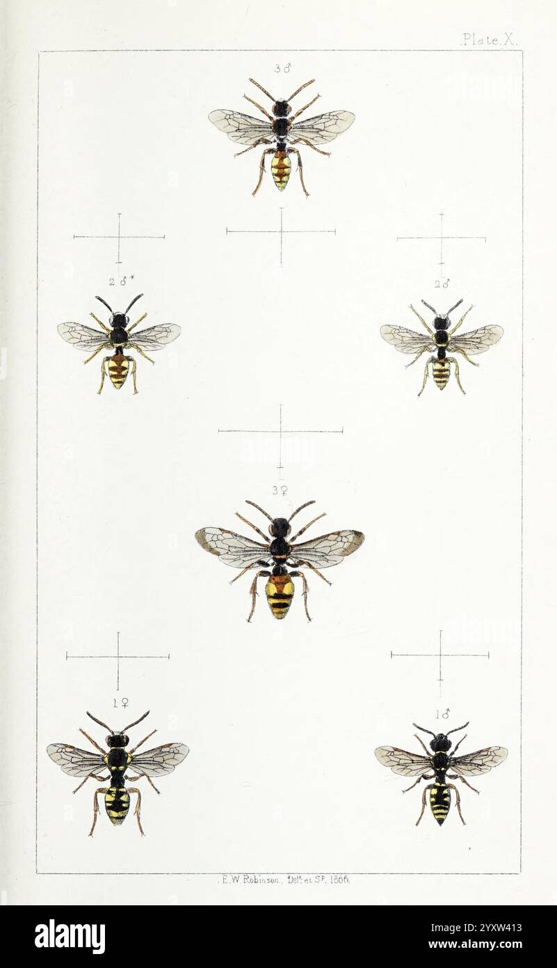 British, bees, London, L. Reeve & Co, 1866, bees, Great Britain ...