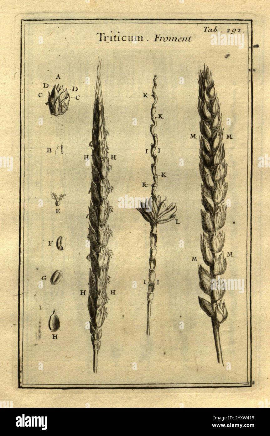 Multiple detailed botanical drawings hi-res stock photography and ...