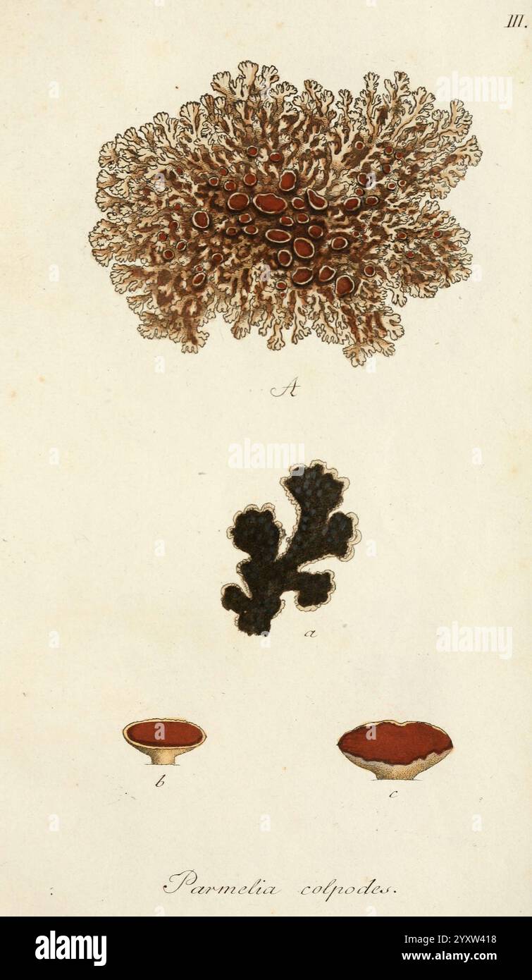 Lichenes Americani Norimbergae, J. Sturm, 1811, America, Lichenes, West ...