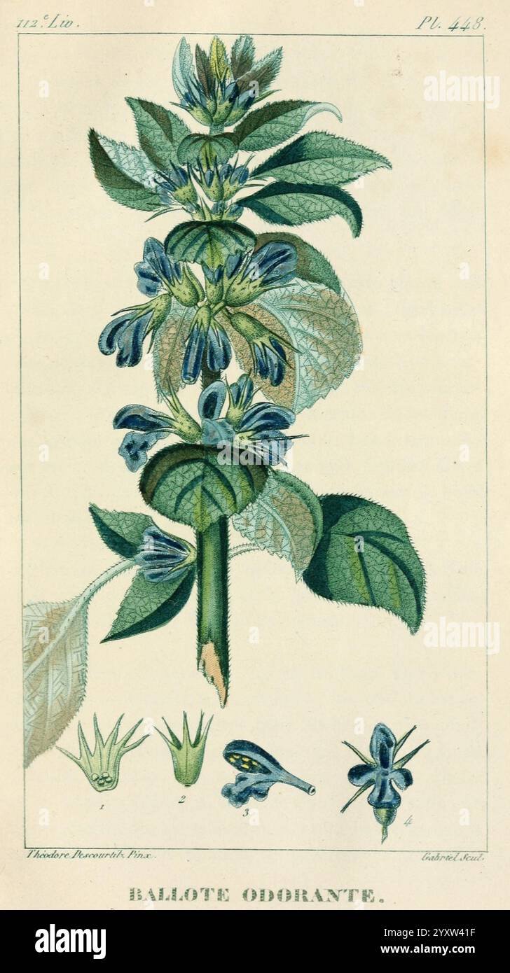 Flore pittoresque et médicale des Antilles, Paris, Pichard, 1821-1829 ...