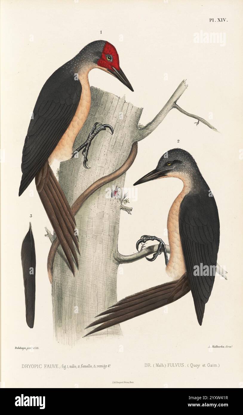 Showcasing strong physical characteristics hi-res stock photography and ...