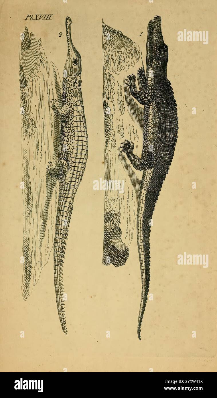 Clingi hi-res stock photography and images - Alamy