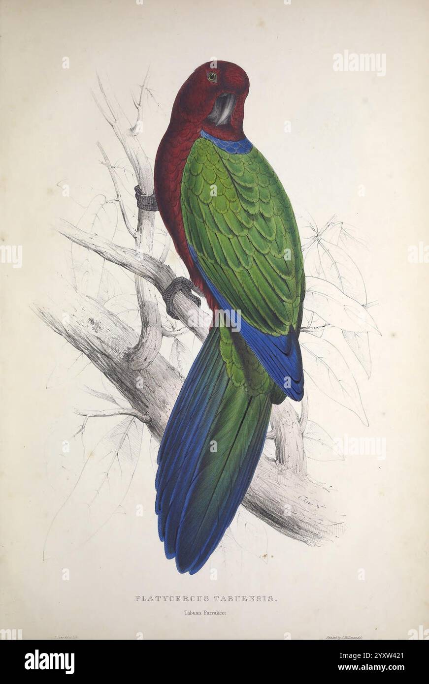 Illustrations of the family of Psittacidae, or parrots, London ...