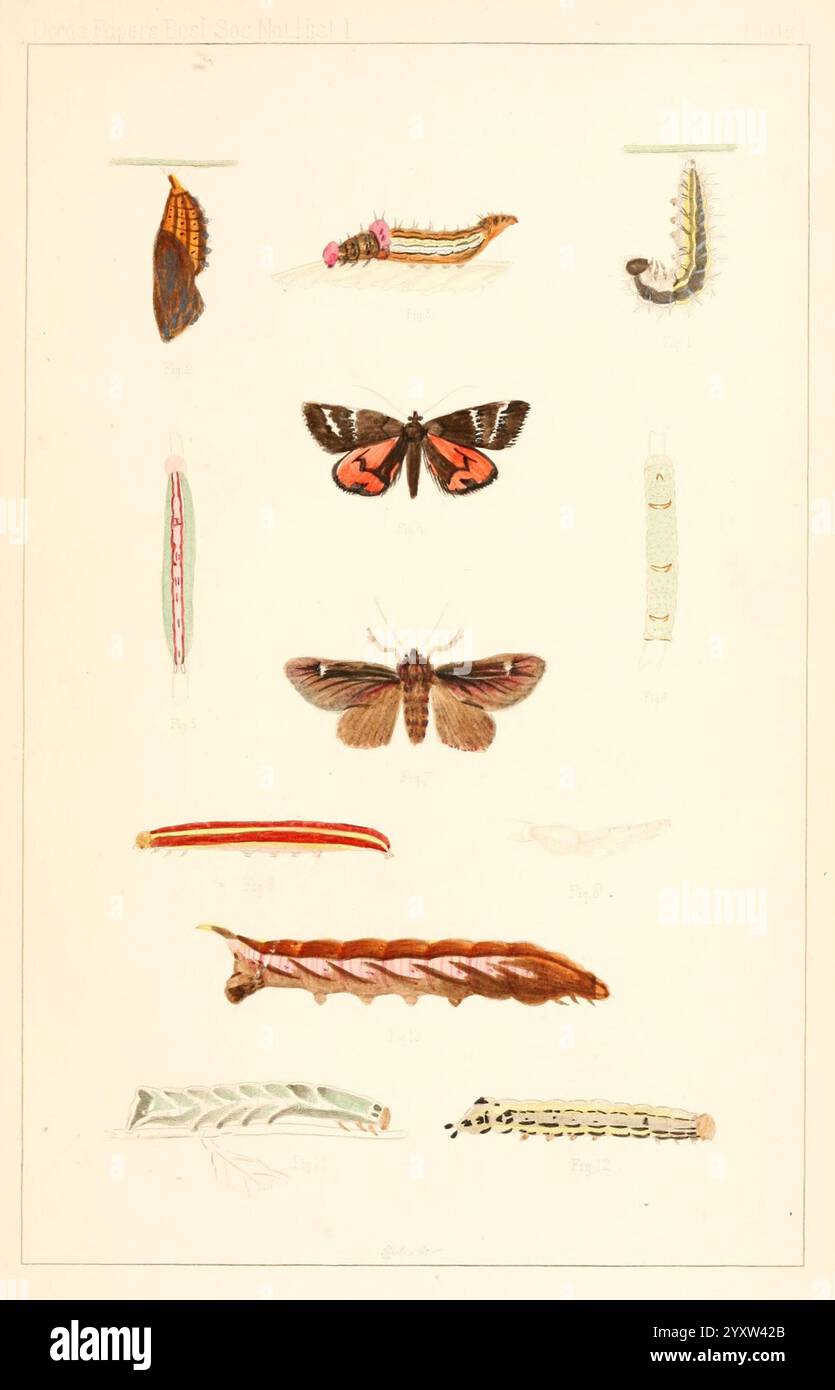 1869 woodshole thaddeus william harris artist vzq3250022 hi-res stock ...