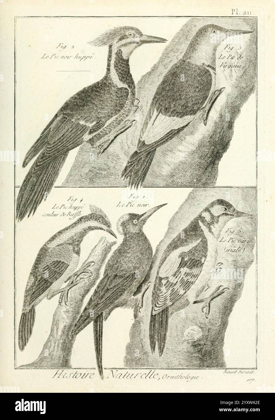 First bird features vibrant plumage hi-res stock photography and images ...