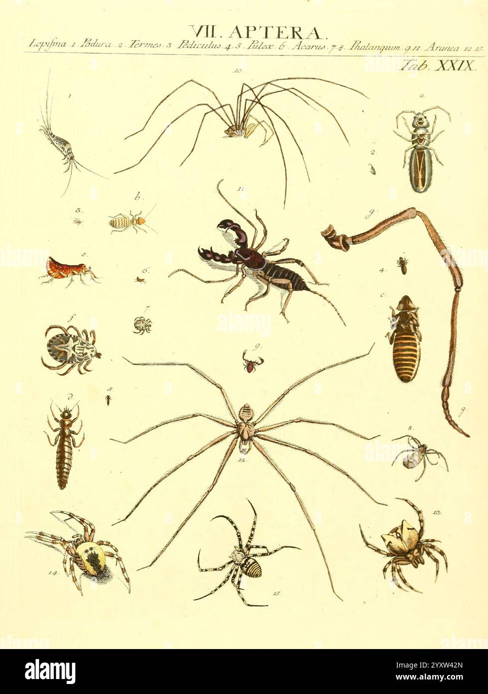 Dr. Sulzer's Abgekürtze Geschichte der Insecten, Winterthur, Bey H ...